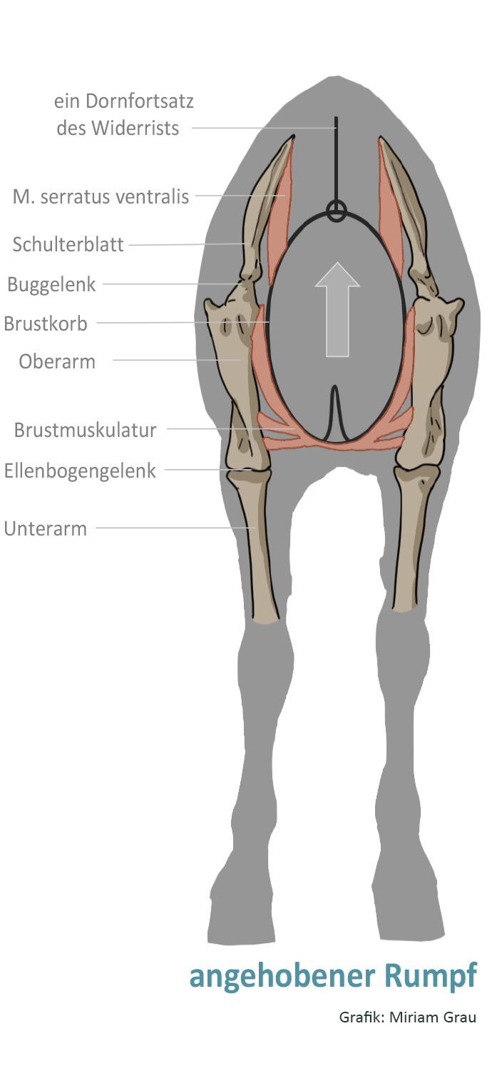 TRAGEERSCHÖPFUNG - aus pferdesicht